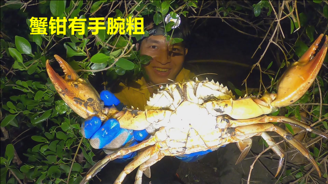 大蟹王 巨王蟹 大山谷图库