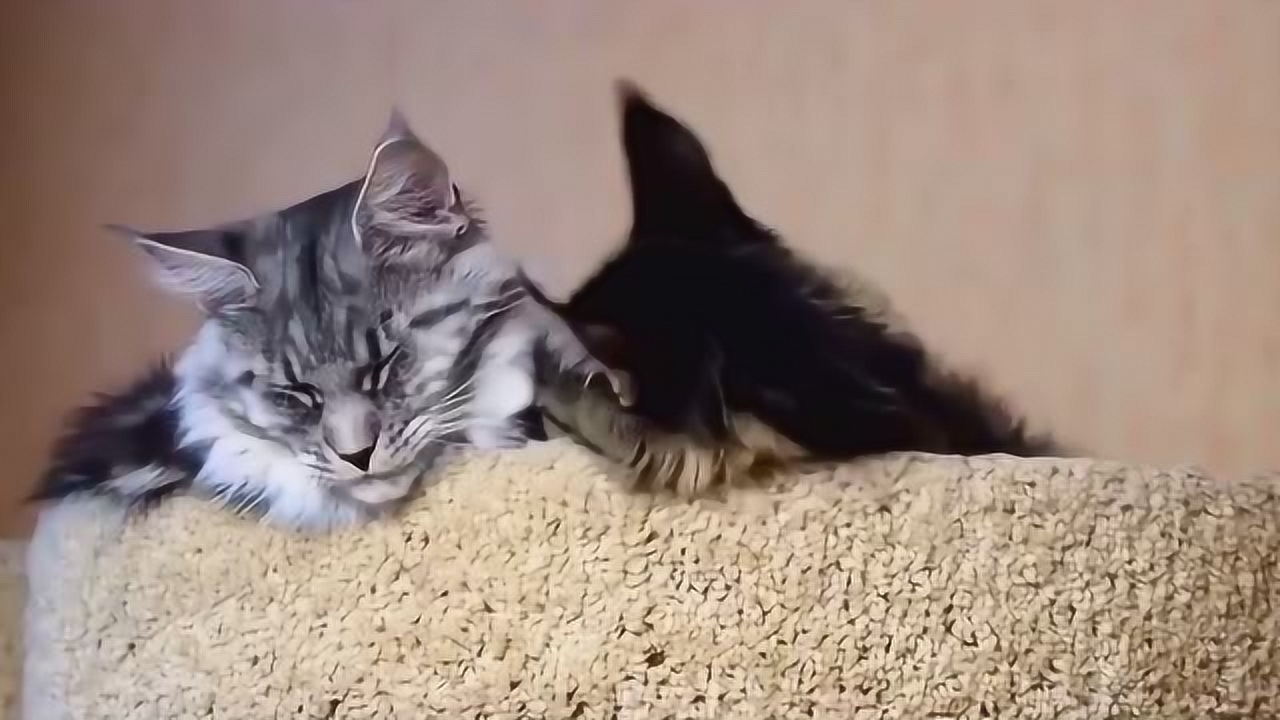 缅因猫 食肉目猫科动物 搜狗百科