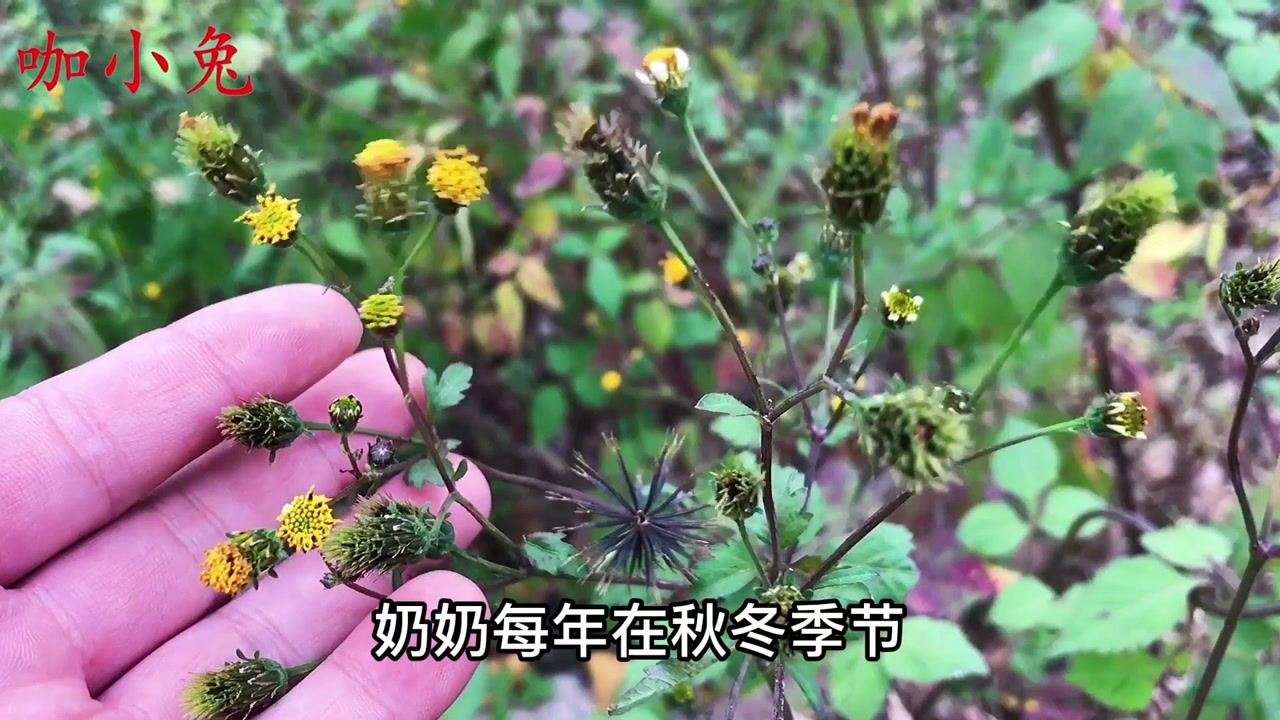 鬼针草 菊科鬼针草属植物 搜狗百科