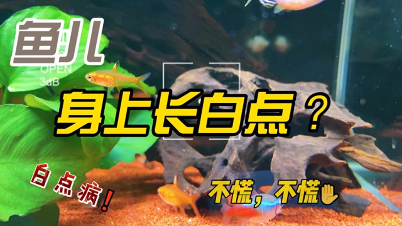 白点病 搜狗百科