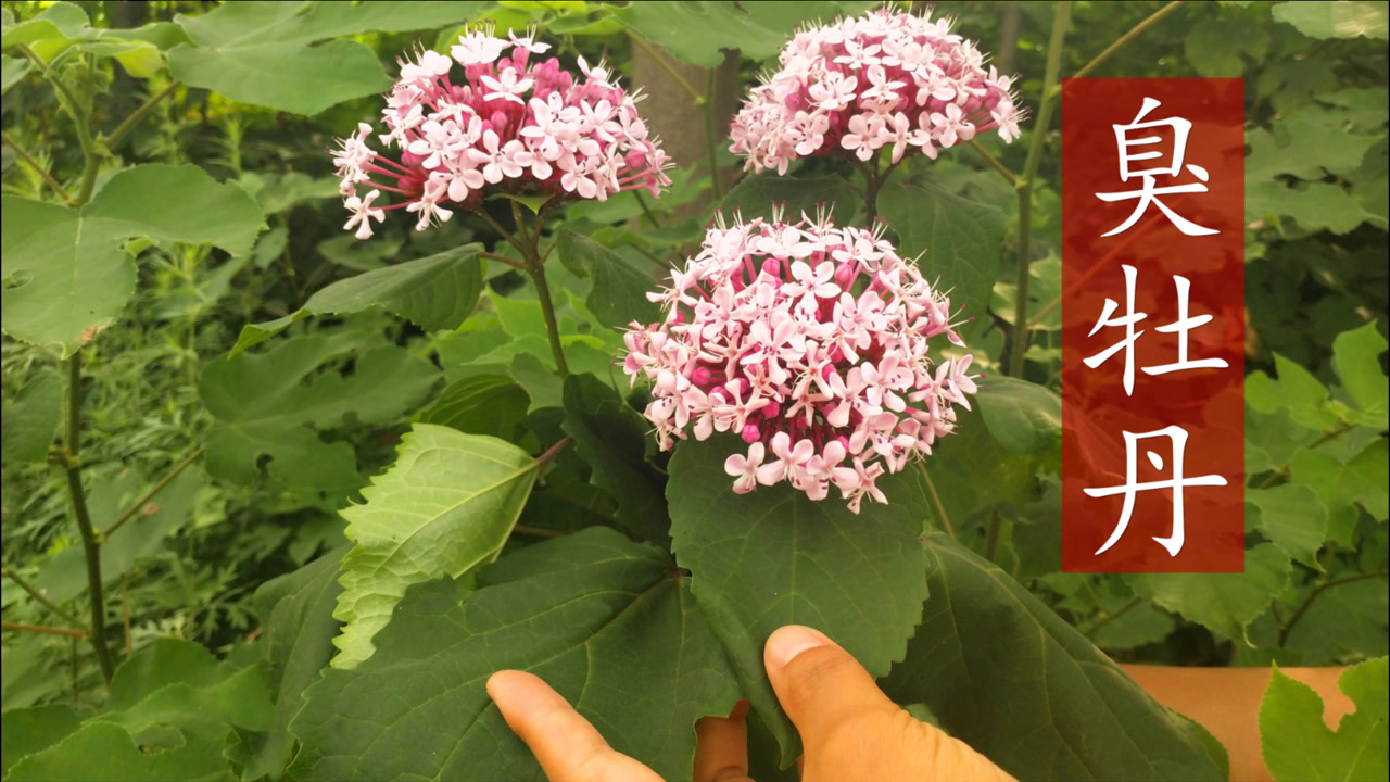 臭牡丹 植物 搜狗百科