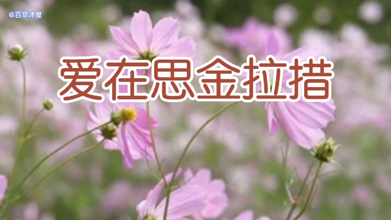 爱在思金拉措 搜狗百科