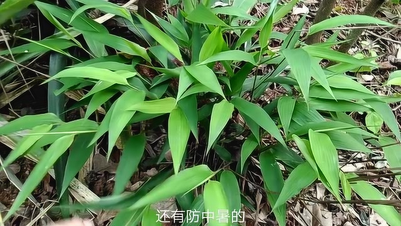 淡竹叶 禾本目禾本科植物 搜狗百科