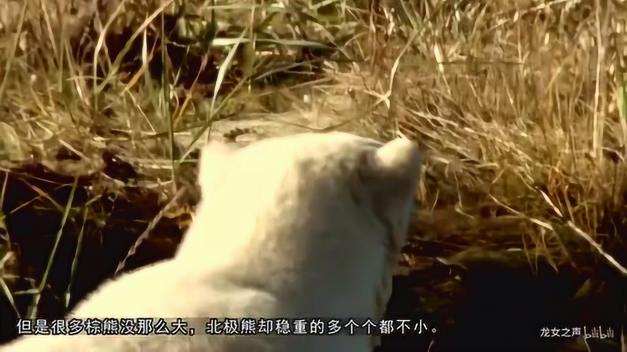 北极熊 食肉目熊科熊属动物 搜狗百科
