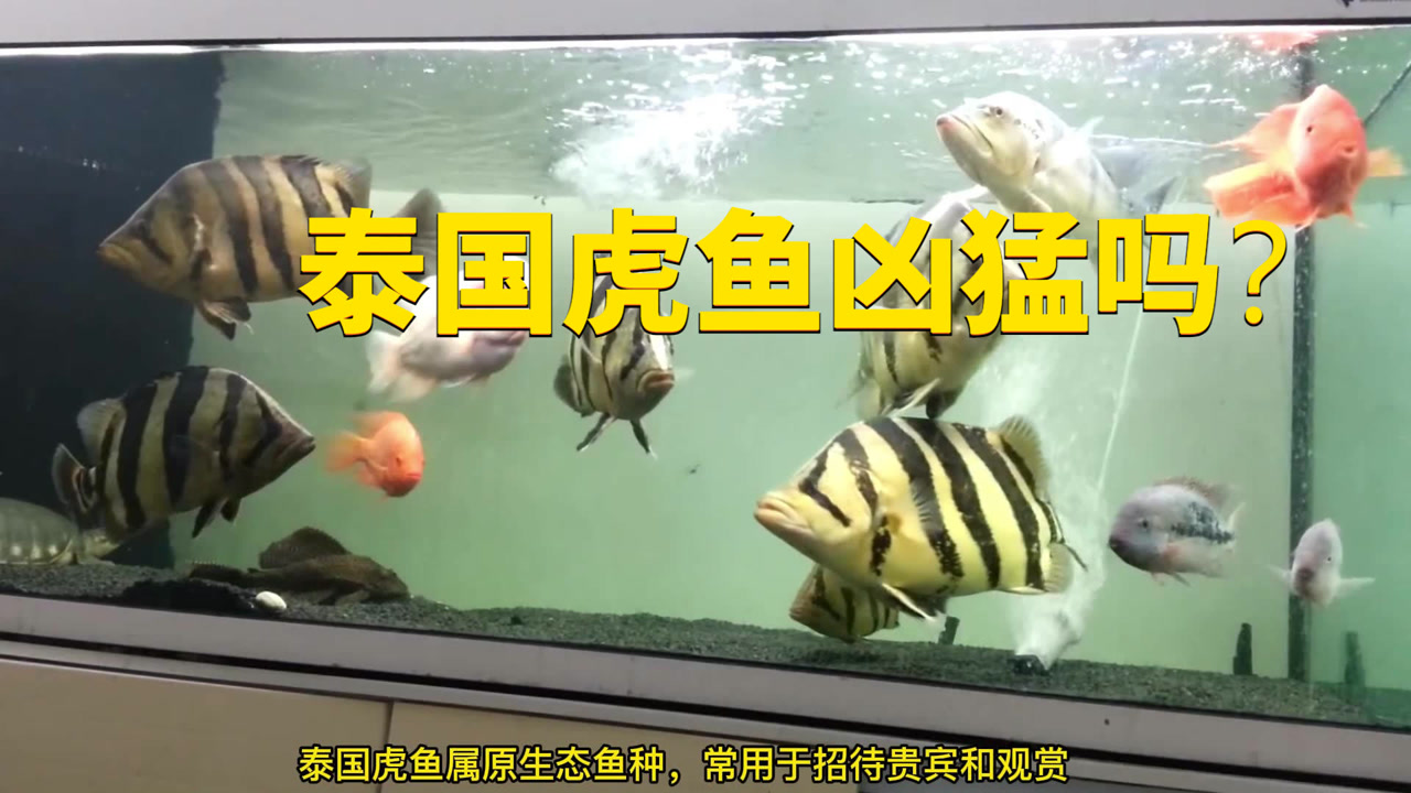 泰国虎鱼 松鯛科动物 搜狗百科
