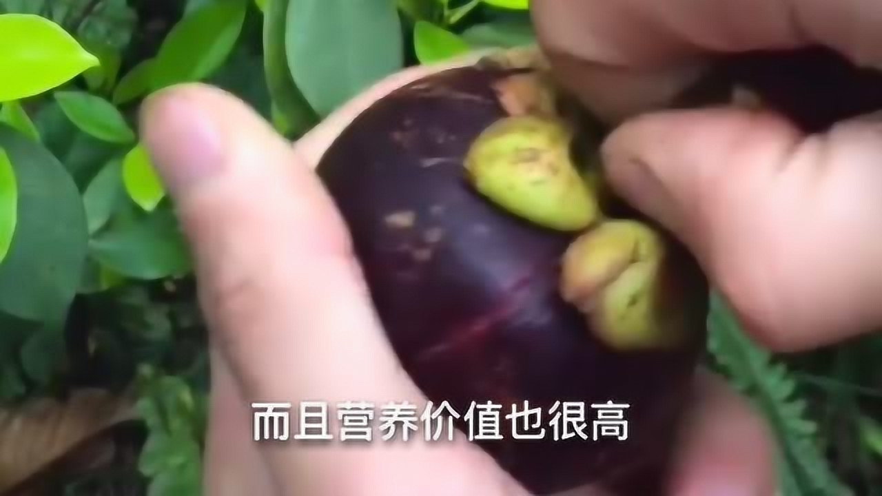 山竹 藤黄科藤黄属小乔木植物 搜狗百科