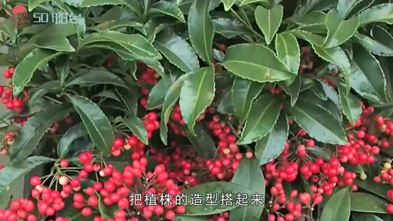 朱砂根 自然 搜狗百科