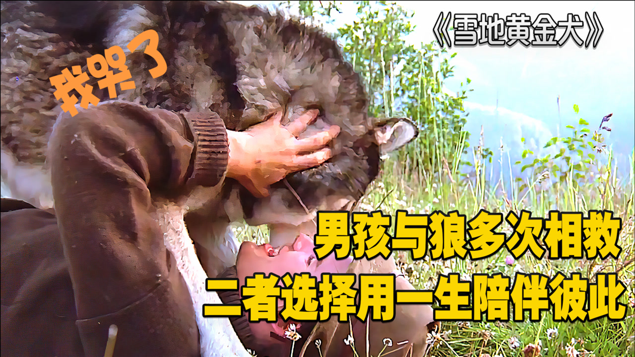 雪地黄金犬 搜狗百科