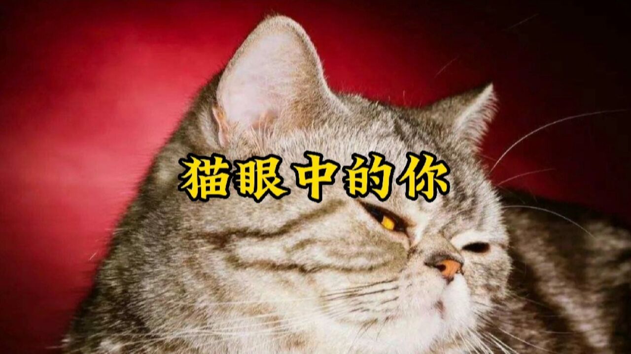 宠物猫眼中的你 腾讯视频