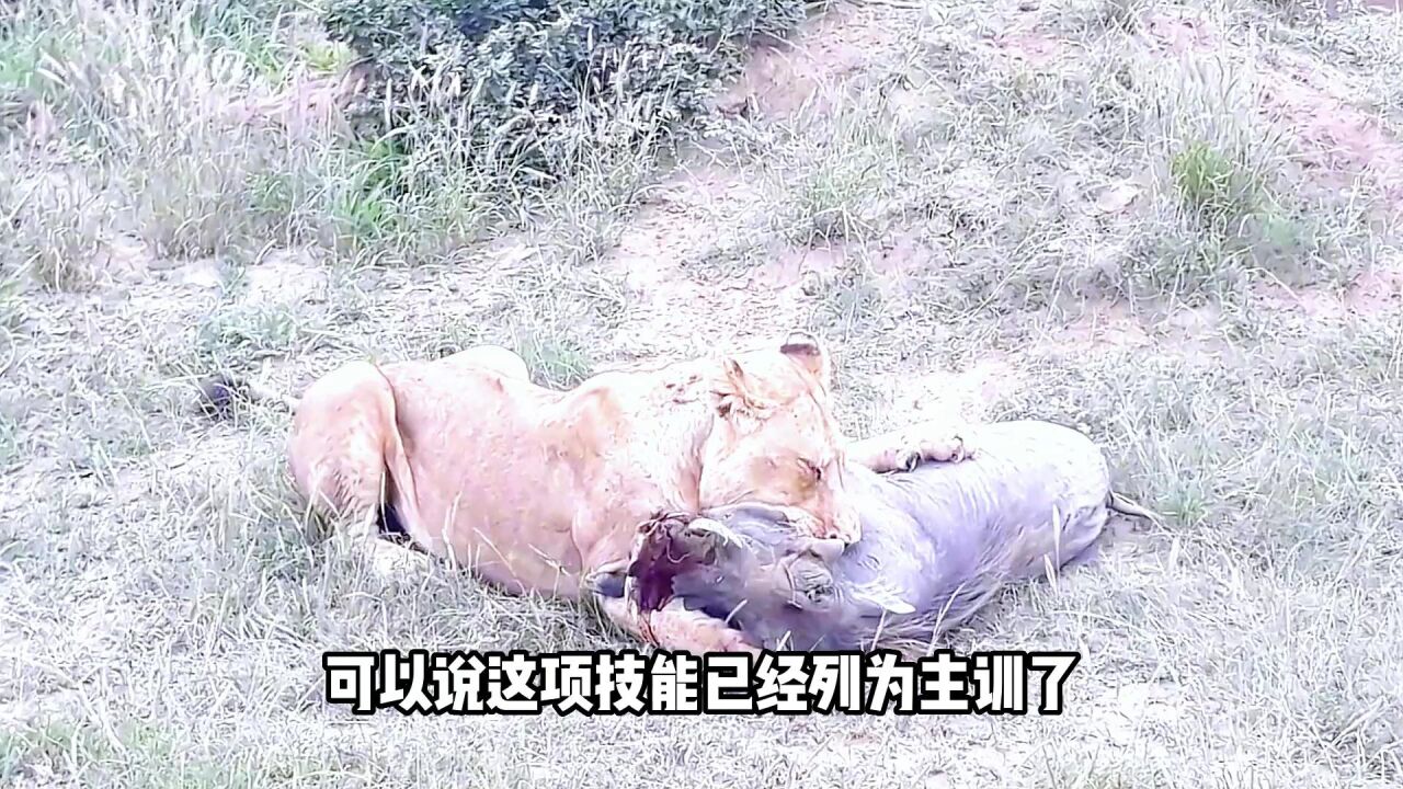疣猪被狮子霸气拽出来。腾讯视频