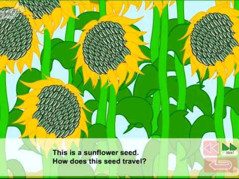 How Do Seeds Travel_腾讯视频