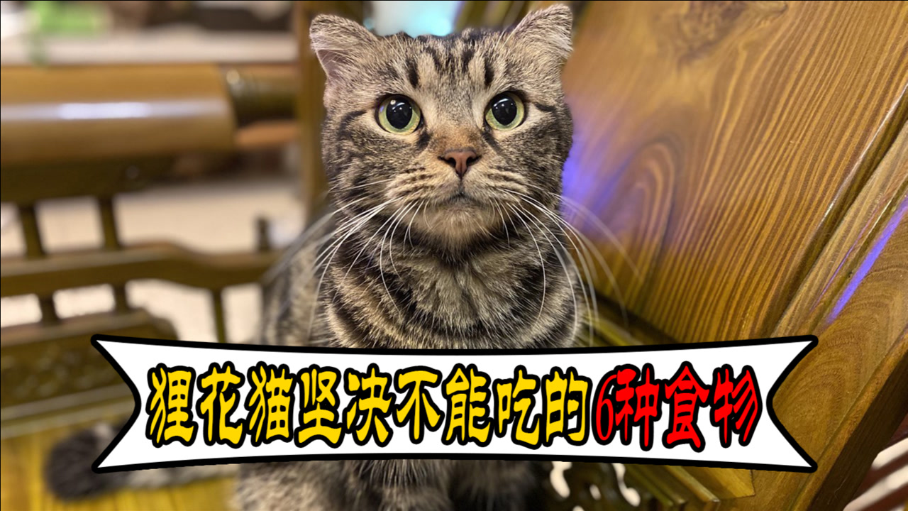 狸花猫(猫科猫属哺乳动物)_搜狗百科