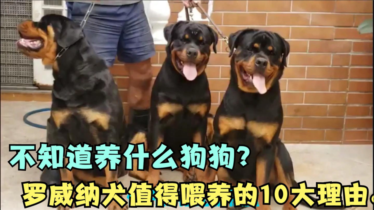 罗威纳犬(食肉目犬科动物)_搜狗百科