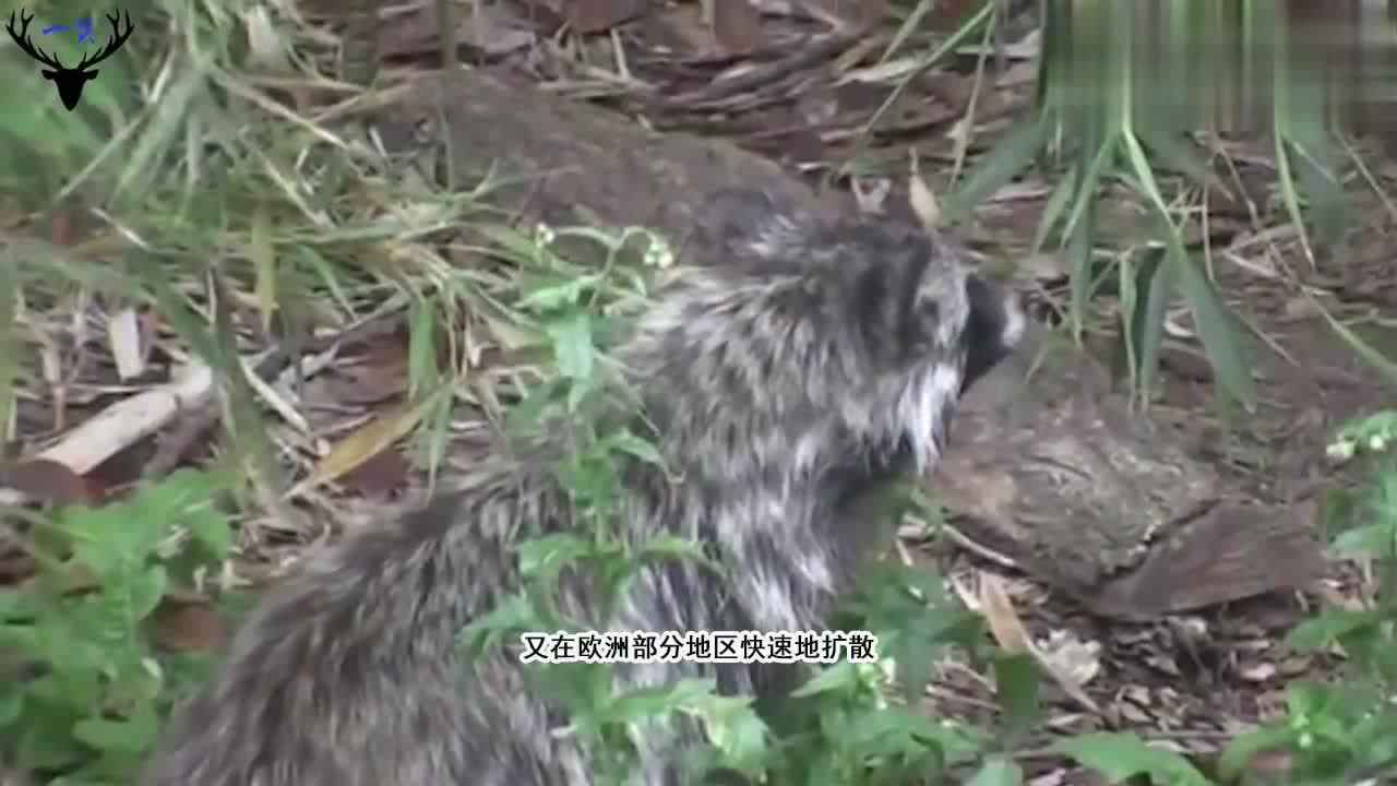 貉(犬科貉属动物)_搜狗百科