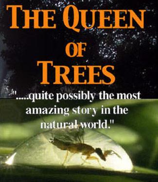 树之女皇(The Queen of Trees)-电影-腾讯视频