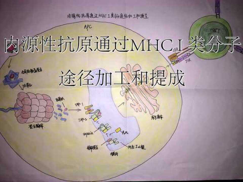 第六组MHCI类分子抗原提呈.mp4_高清1080P在线观看平台_腾讯视频