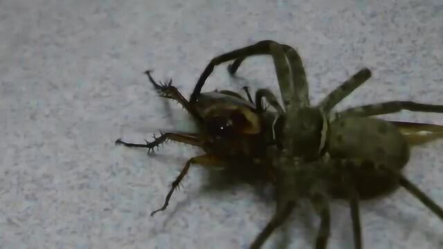 近距离观察白额高脚蛛捕食美洲蟑螂全过程_腾讯视频