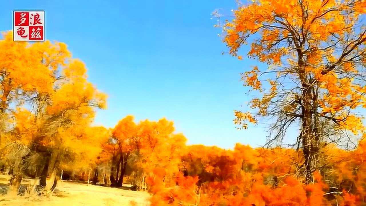 阿克苏温宿县萨依科夫胡杨林_高清1080P在线观看平台_腾讯视频