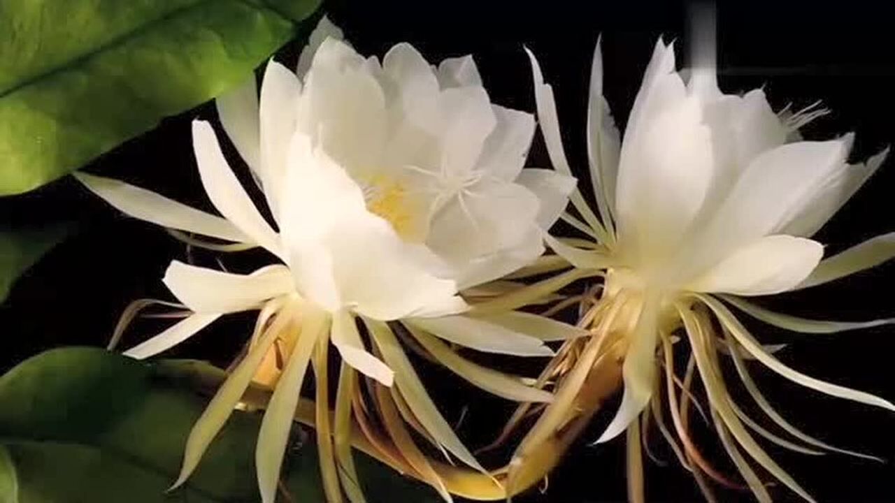 昙花一现超清视频送给大家开眼，昙花一开盛世美颜，你们喜欢吗