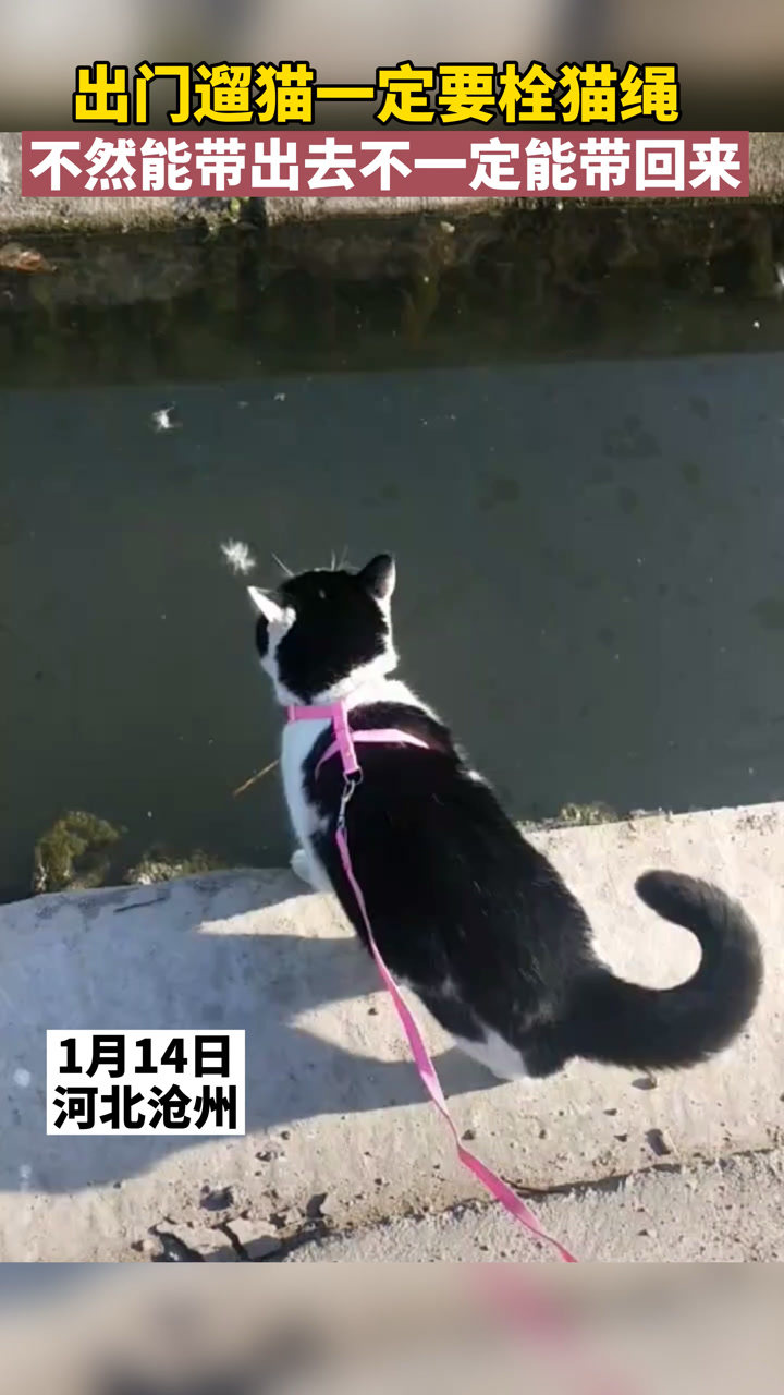 出门遛猫一定要带猫绳！不然能带得出去不一定能带得回来…_高清1080P在线观看平台_腾讯视频