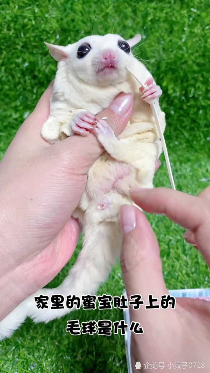 蜜袋鼯如何区分公母_高清1080P在线观看平台_腾讯视频