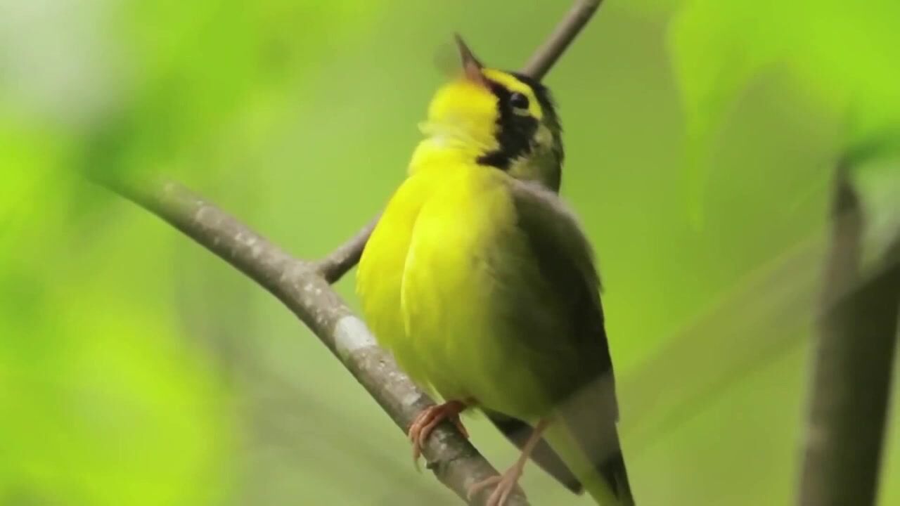 F2885_中国舞鸟鸟鸟LED背景_腾讯视频}