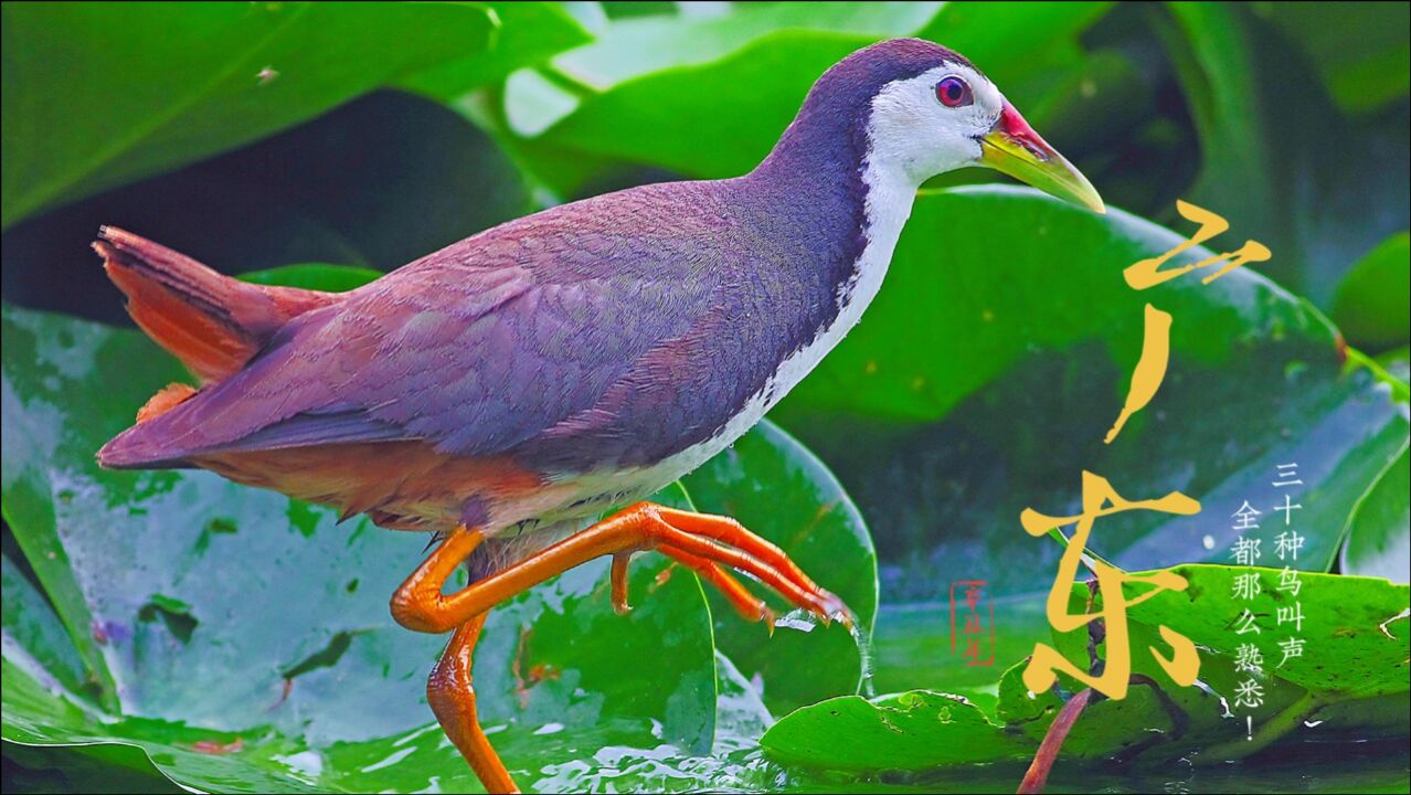 广东常见鸟类30种,这些鸟叫声你肯定很熟悉!高清1080p在线观看平台腾讯视频
