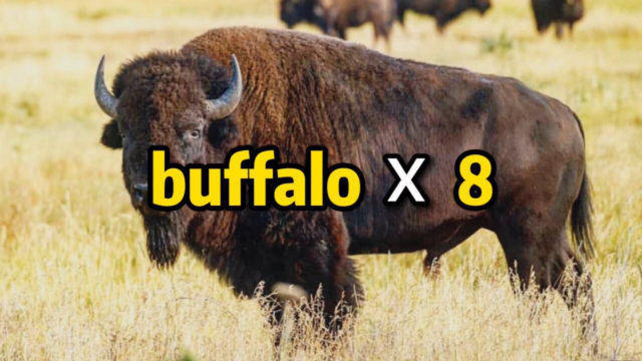 8个buffalo连在一起竟然是一个有趣的句子！你能理解吗？_高清1080P在线观看平台_腾讯视频