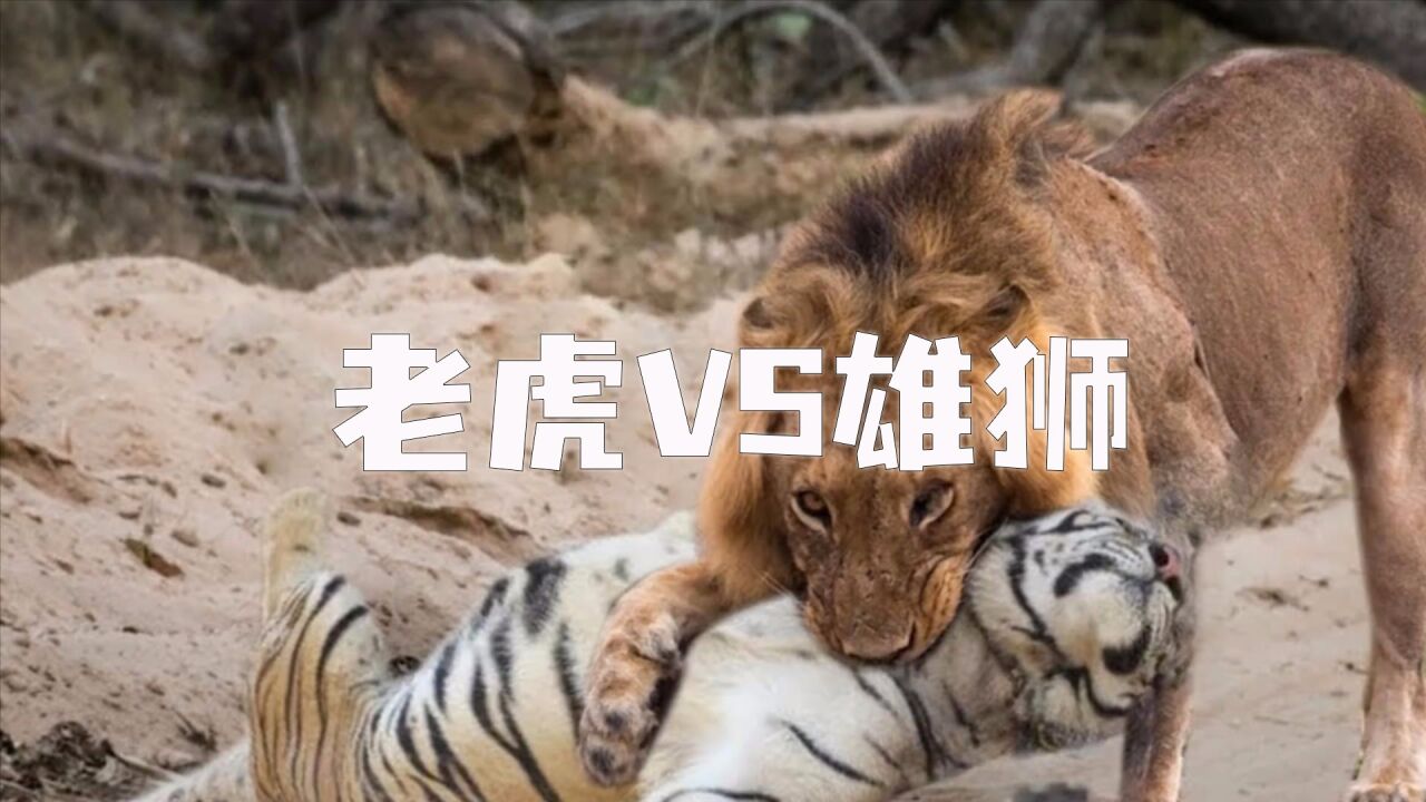 老虎和狮子都在炫耀猎捕技能，老虎与狮子狭路相逢，谁能获胜？_高清1080P在线观看平台_腾讯视频