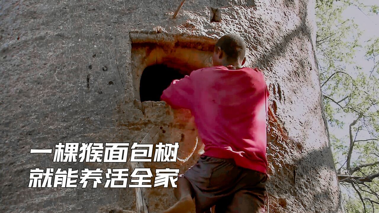 他们凿开20米高的大树取水，这里拥有一棵猴面包树，就能养活全家_腾讯视频