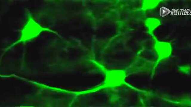 钙成像技术的应用3_腾讯视频