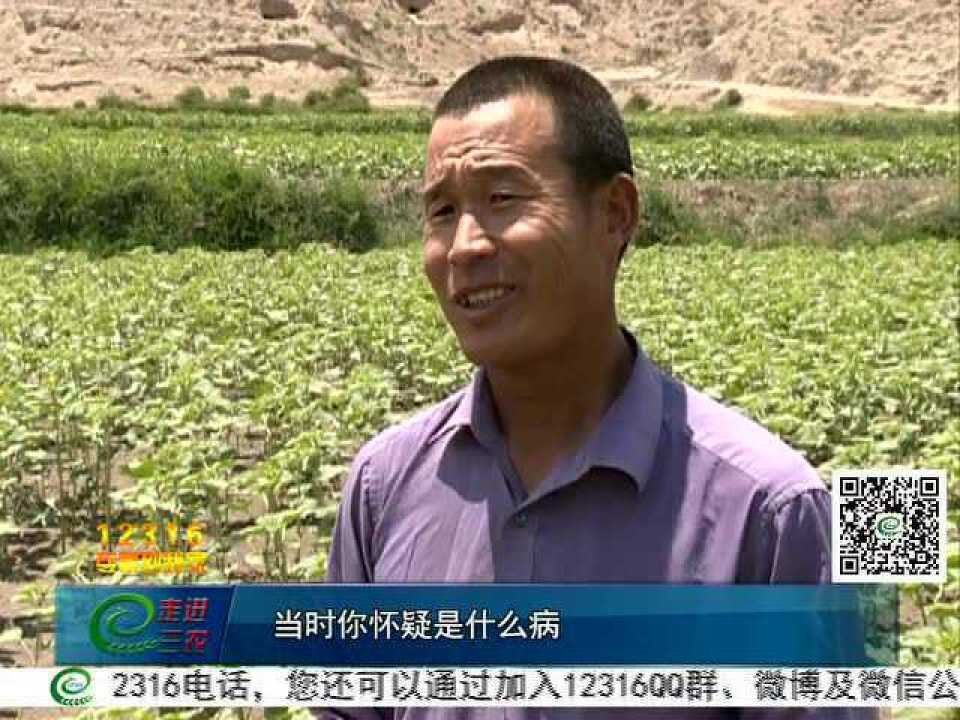 《12316走进三农》92期：向日葵常见病害防治_高清1080P在线观看平台_腾讯视频