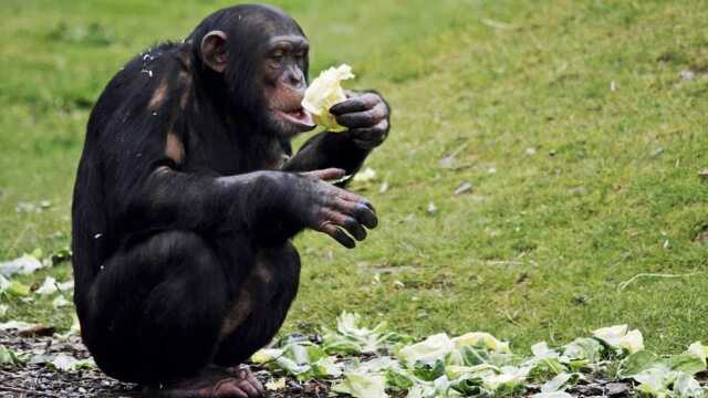 黑猩猩捕食猴子 猎食 第3页 大山谷图库