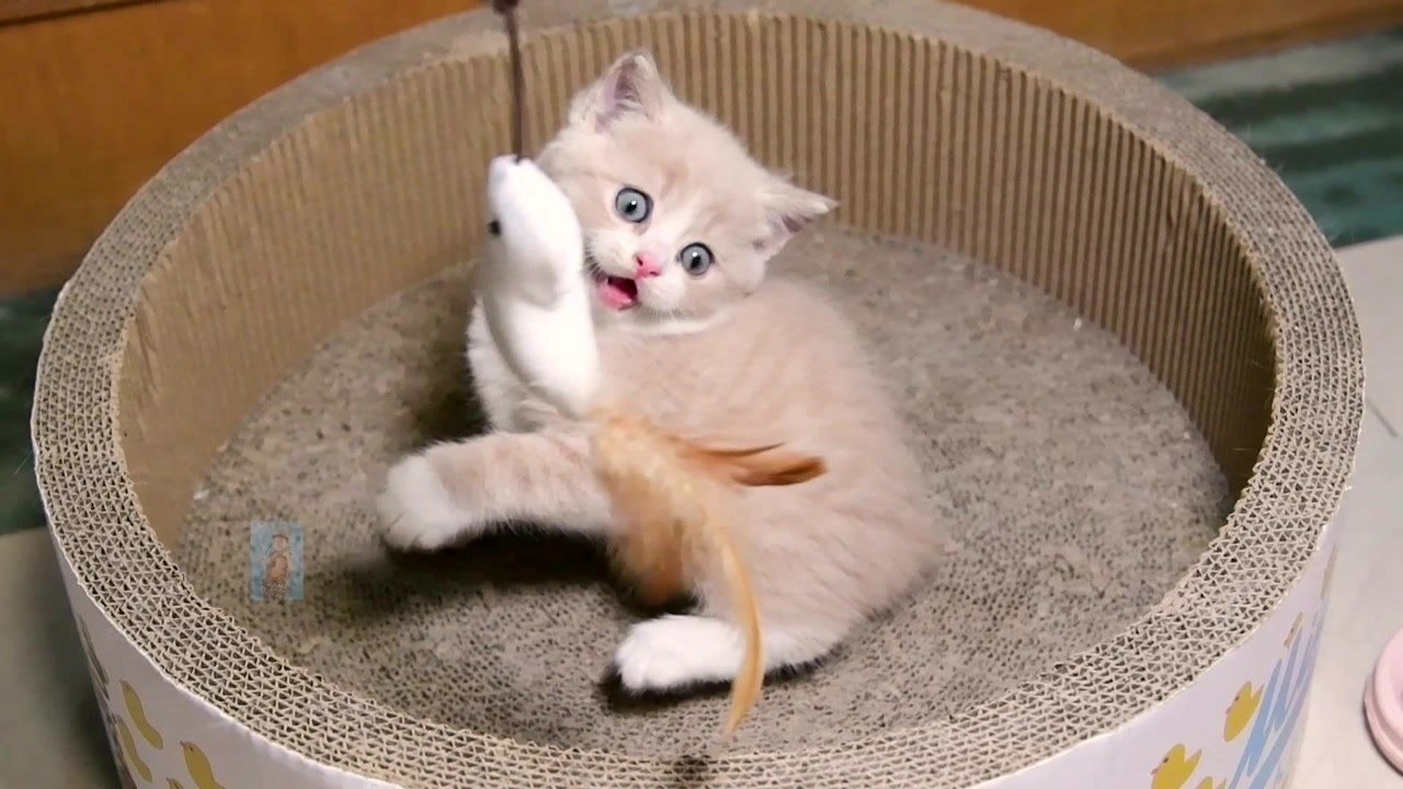 英语小知识15：interesting与fun的区别_腾讯视频