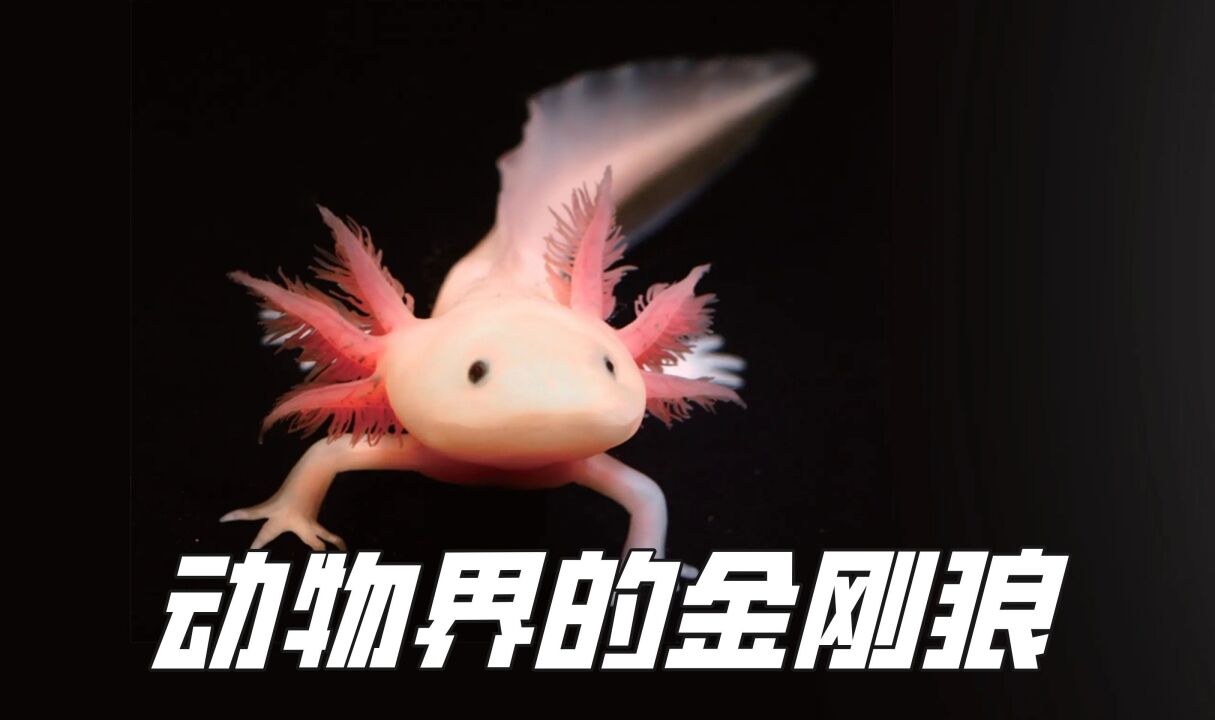 墨西哥钝口螈(有尾目钝口螈科动物)_搜狗百科