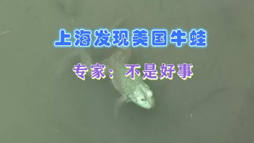 上海金山公园发现美国牛蛙，专家：入侵物种若放生，最高罚50万元_高清1080P在线观看平台_腾讯视频