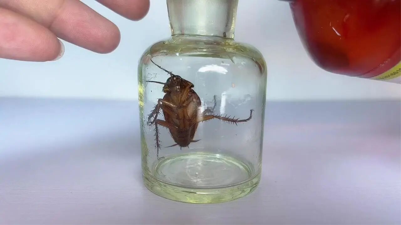 用福尔马林浸泡蟑螂，做一个蟑螂标本！_高清1080P在线观看平台_腾讯视频