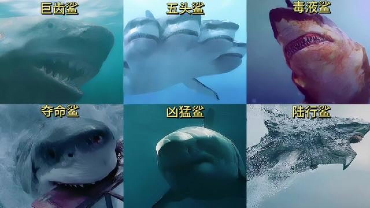 六版鲨鱼谁更强？夺命鲨鱼凶猛无比给人类带来强烈的压迫感。#海洋生物#大鲨鱼#我们的海洋#保护海洋#史前巨兽#鲨鱼_高清1080P在线观看平台_腾讯视频