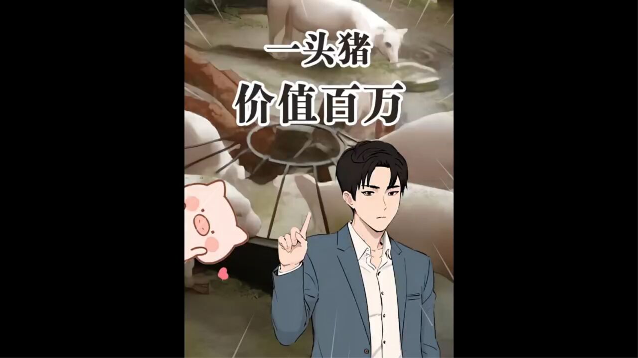 猪浑身上下都是宝,一头猪竟然还有这么多用处?腾讯视频