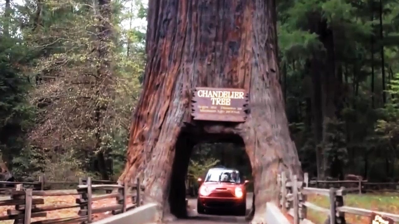 美国一公园把千年古树挖洞当景点！树上的刻字暴露了国民素质！_高清1080P在线观看平台_腾讯视频