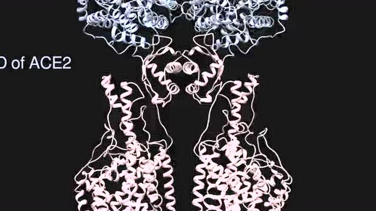 ACE2开放和关闭两种构象变化_腾讯视频