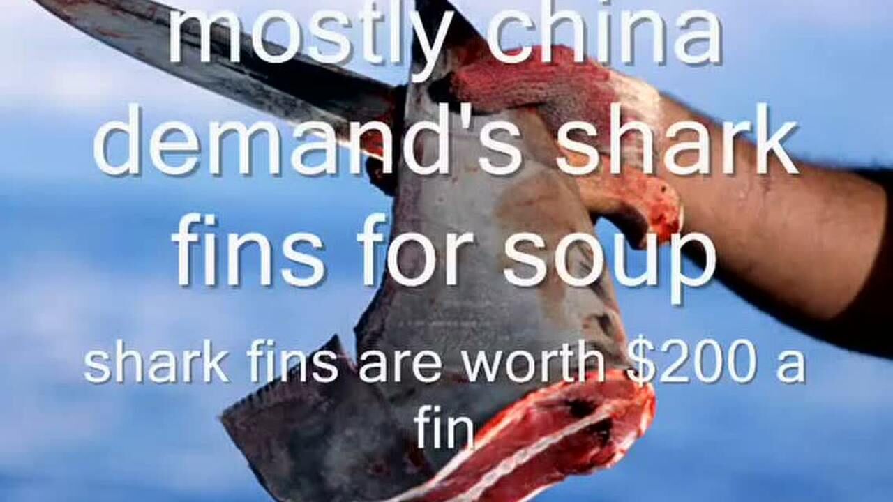 Stopsharkfinning_腾讯视频