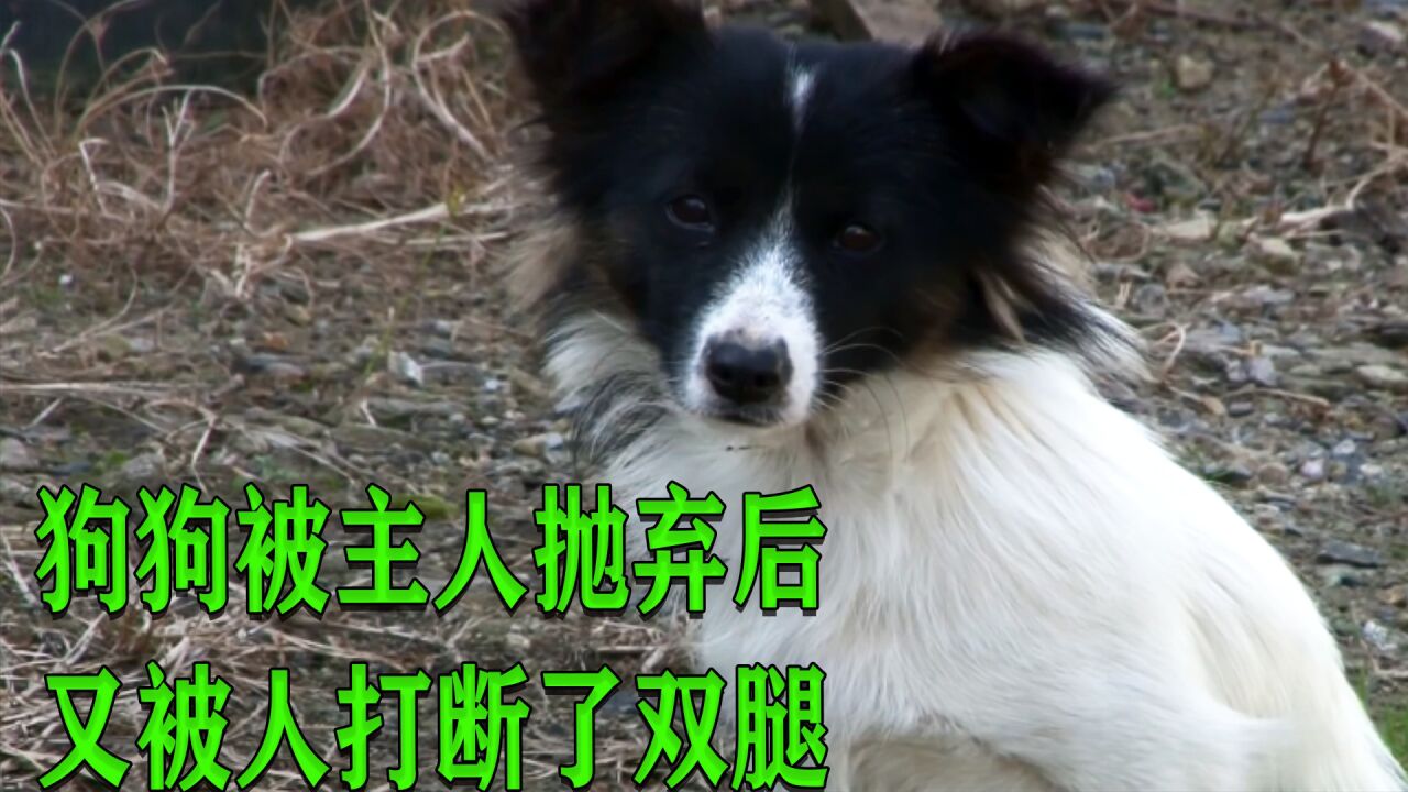 狗狗被主人抛弃后，又被人打断了双腿高清1080p在线观看平台腾讯视频