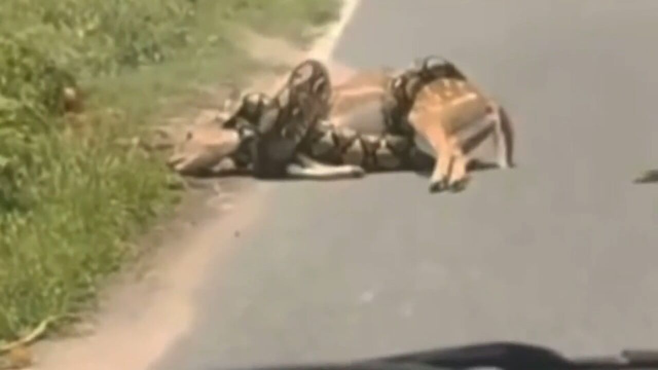 小鹿不小心被蟒蛇缠住，命悬一线时，没想到好心人出手相救！_高清1080P在线观看平台_腾讯视频