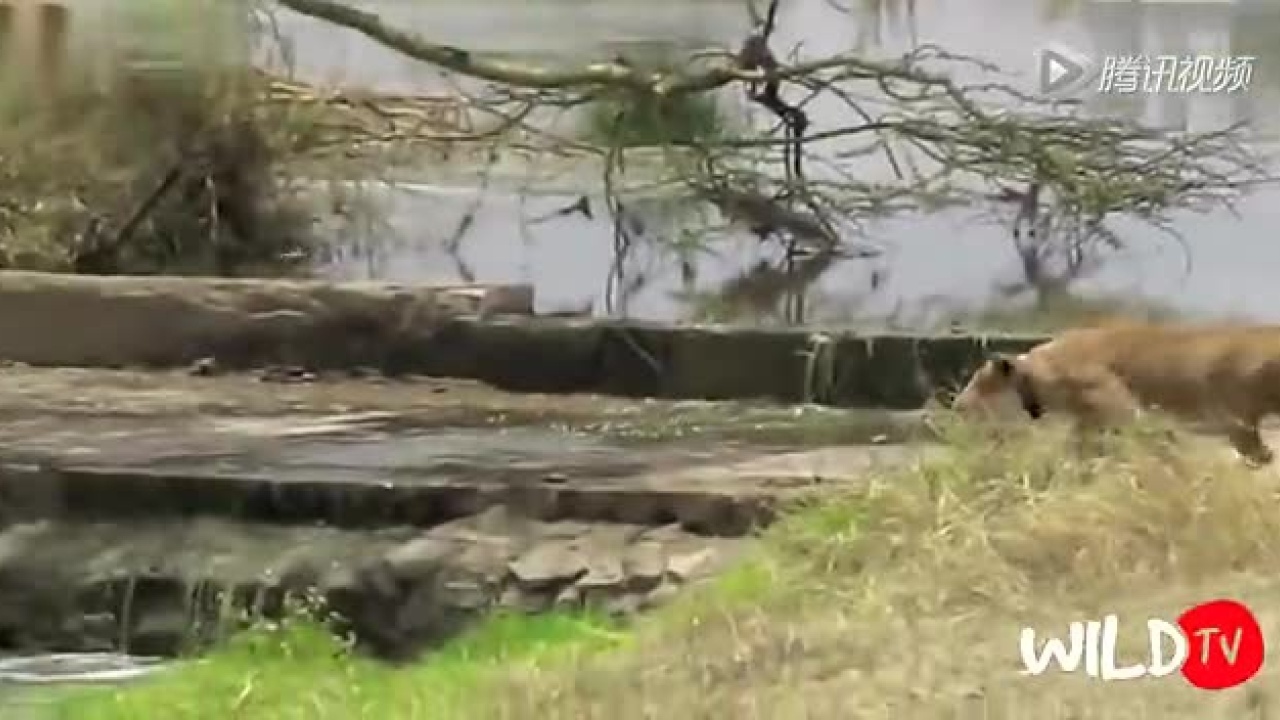 非洲狮子捕食瞬间集锦_腾讯视频