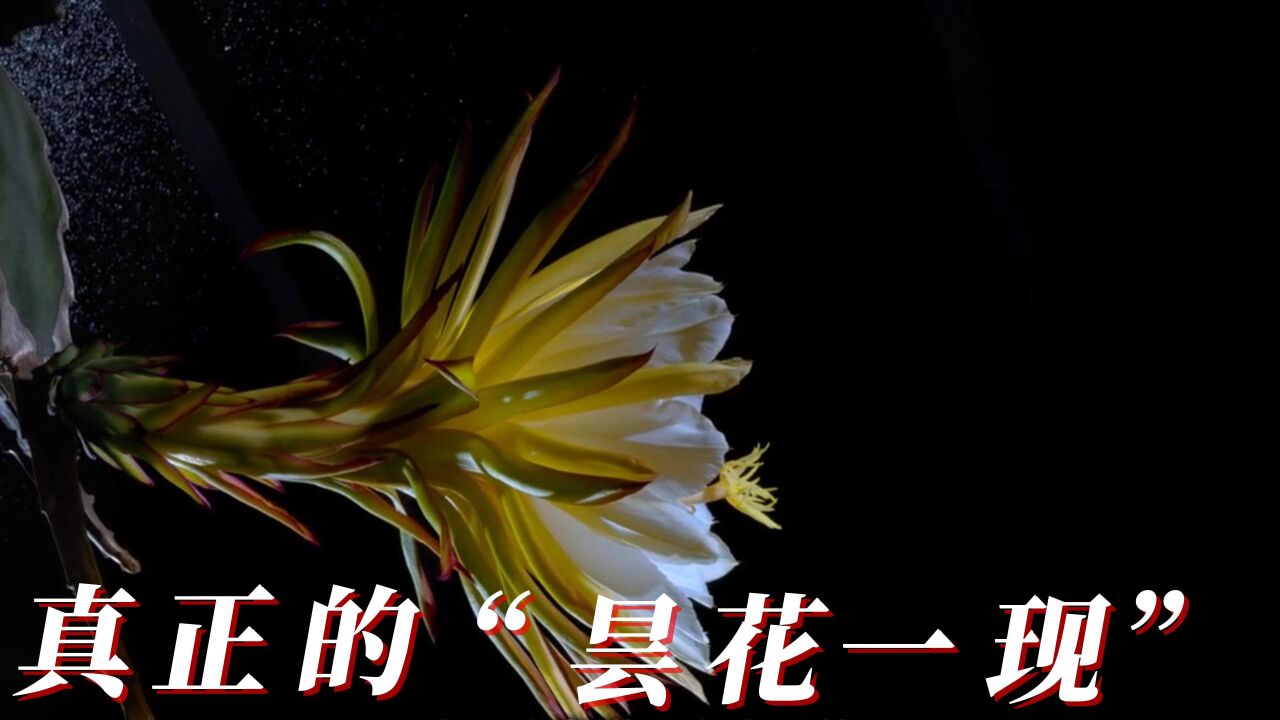 告诉你什么是真正的“昙花一现”_高清1080P在线观看平台_腾讯视频