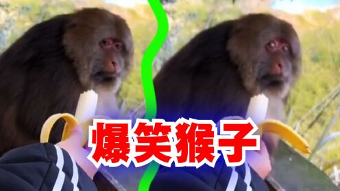 爆笑解说：盘点一些成精的猴子！_高清1080P在线观看平台_腾讯视频