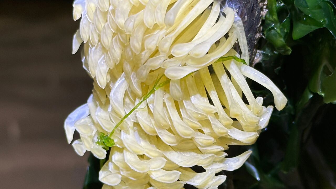 大齐赶海，退潮后发现沙滩上有一片海螺花，里面有好多小生命_高清1080P在线观看平台_腾讯视频