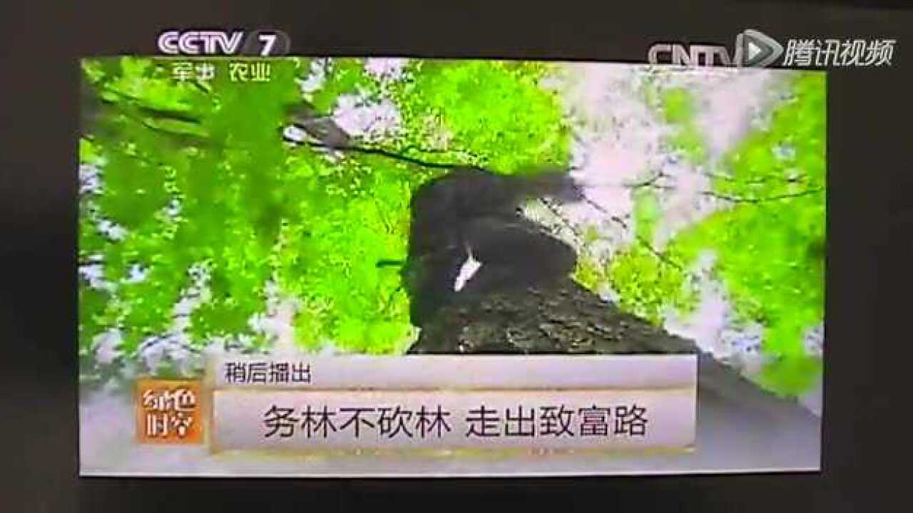 cctv7-松子产业介绍_腾讯视频