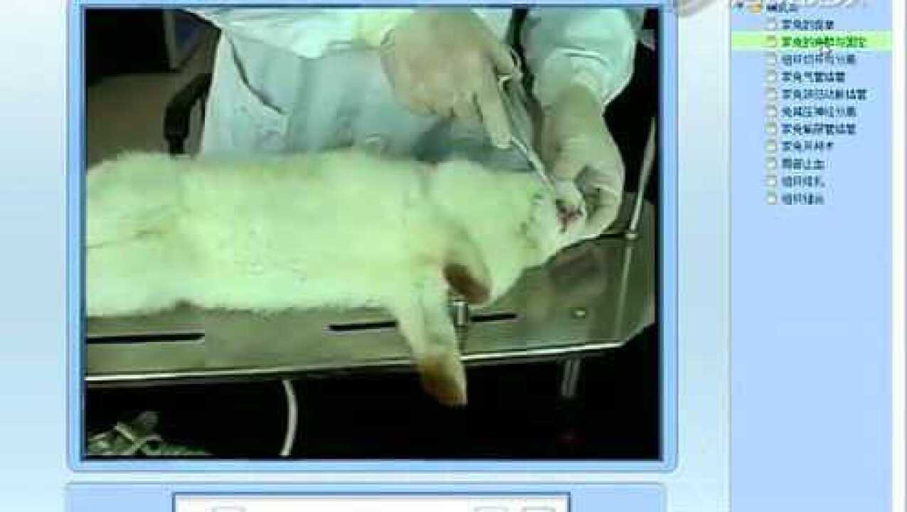 家兔急性实验手术与方法_高清1080P在线观看平台_腾讯视频